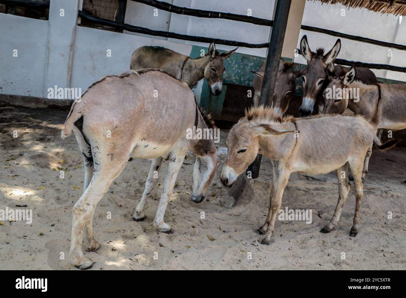 Donkeys are seen at the Donkey Sanctuary Kenya center in Old Lamu Town ...