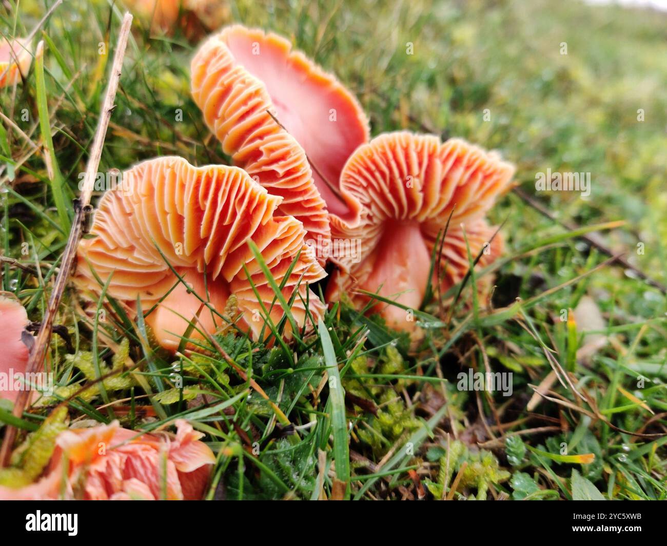 Scarlet Waxy Cap (Hygrocybe coccinea) Fungi Stock Photo - Alamy