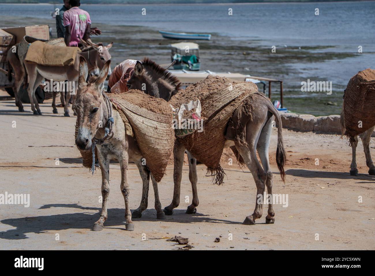 Donkeys loaded with bags of sand are seen on a street in Lamu Old Town ...