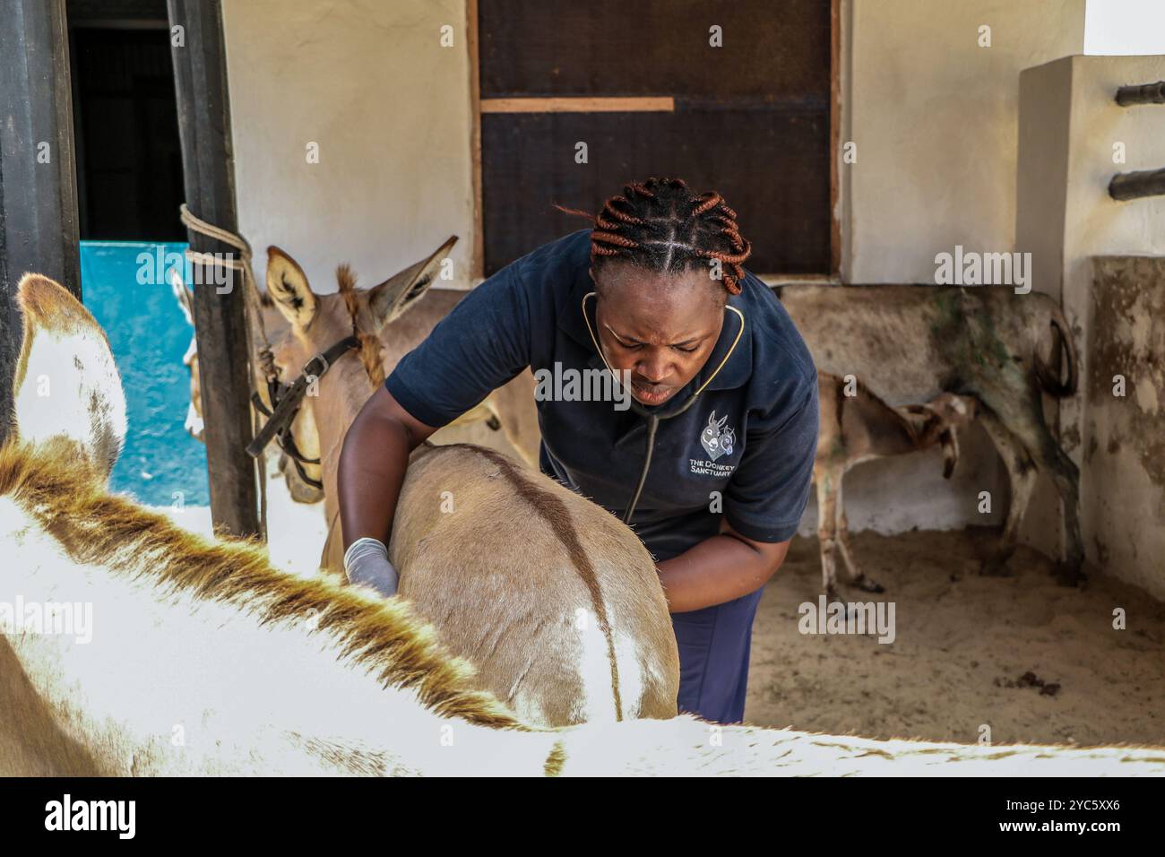 A veterinary doctor attends to a sick donkey at the Donkey Sanctuary ...