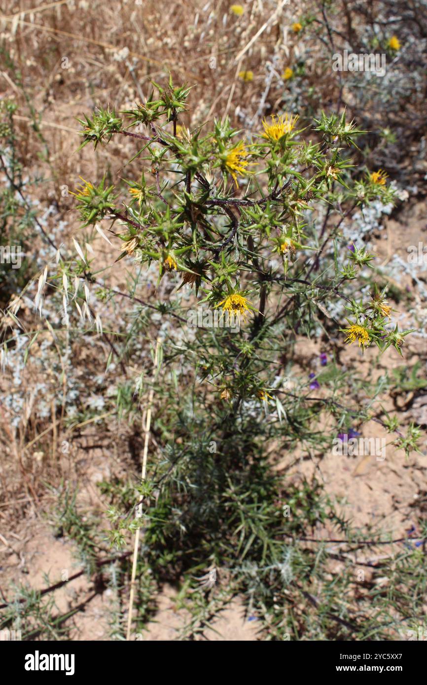 Weed African Thistle (Berkheya rigida) Plantae Stock Photo - Alamy