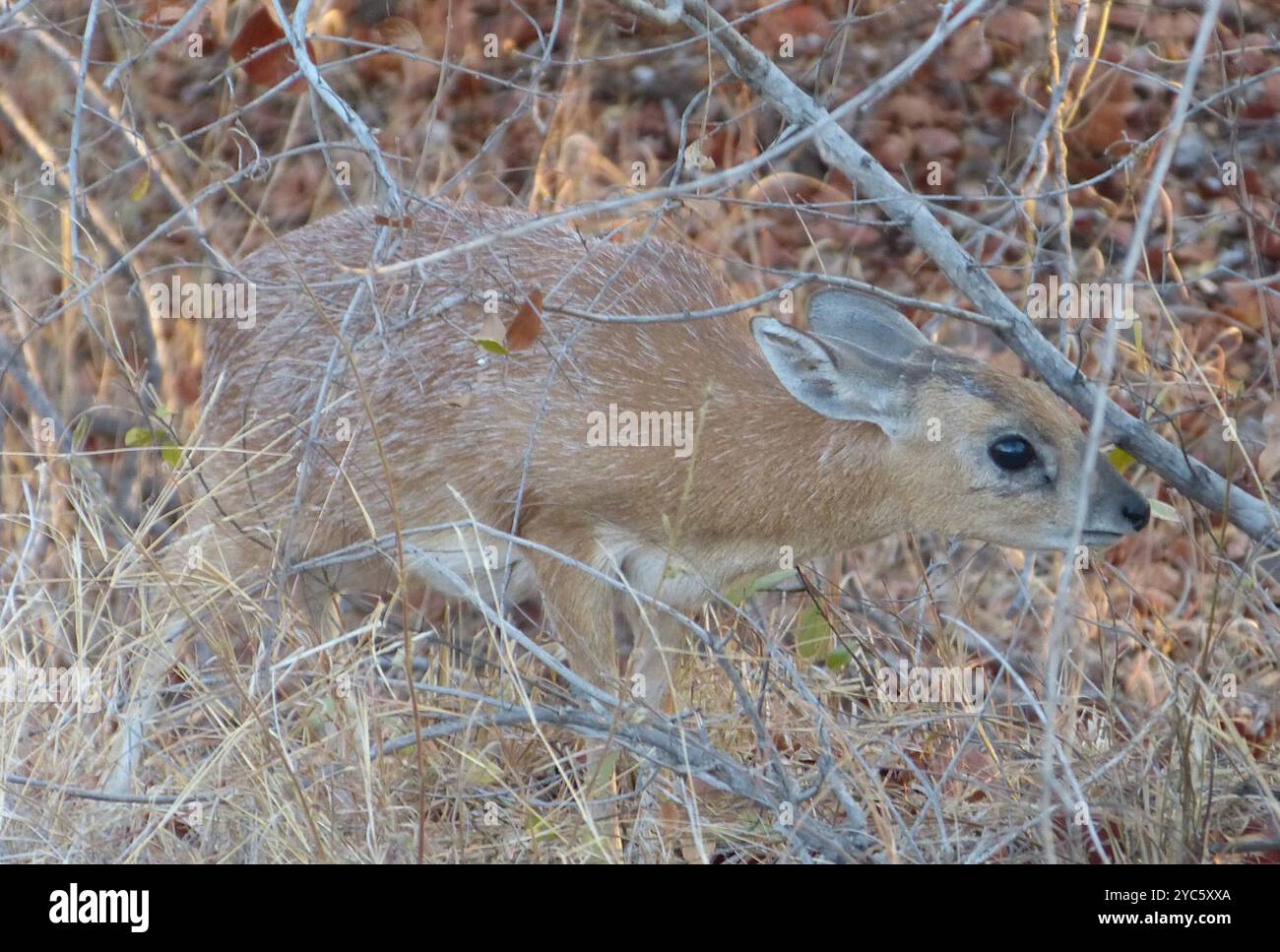Sharpe's Grysbok (Raphicerus sharpei) Mammalia Stock Photo - Alamy