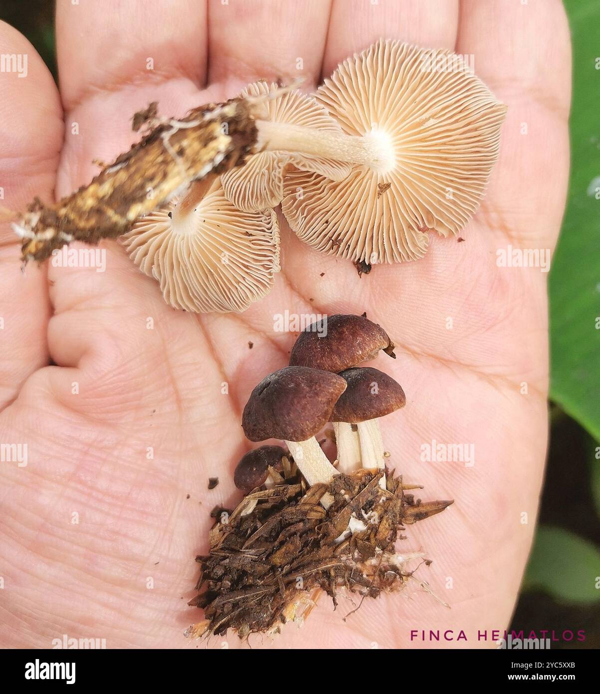 (Collybiopsis gibbosa) Fungi Stock Photo - Alamy