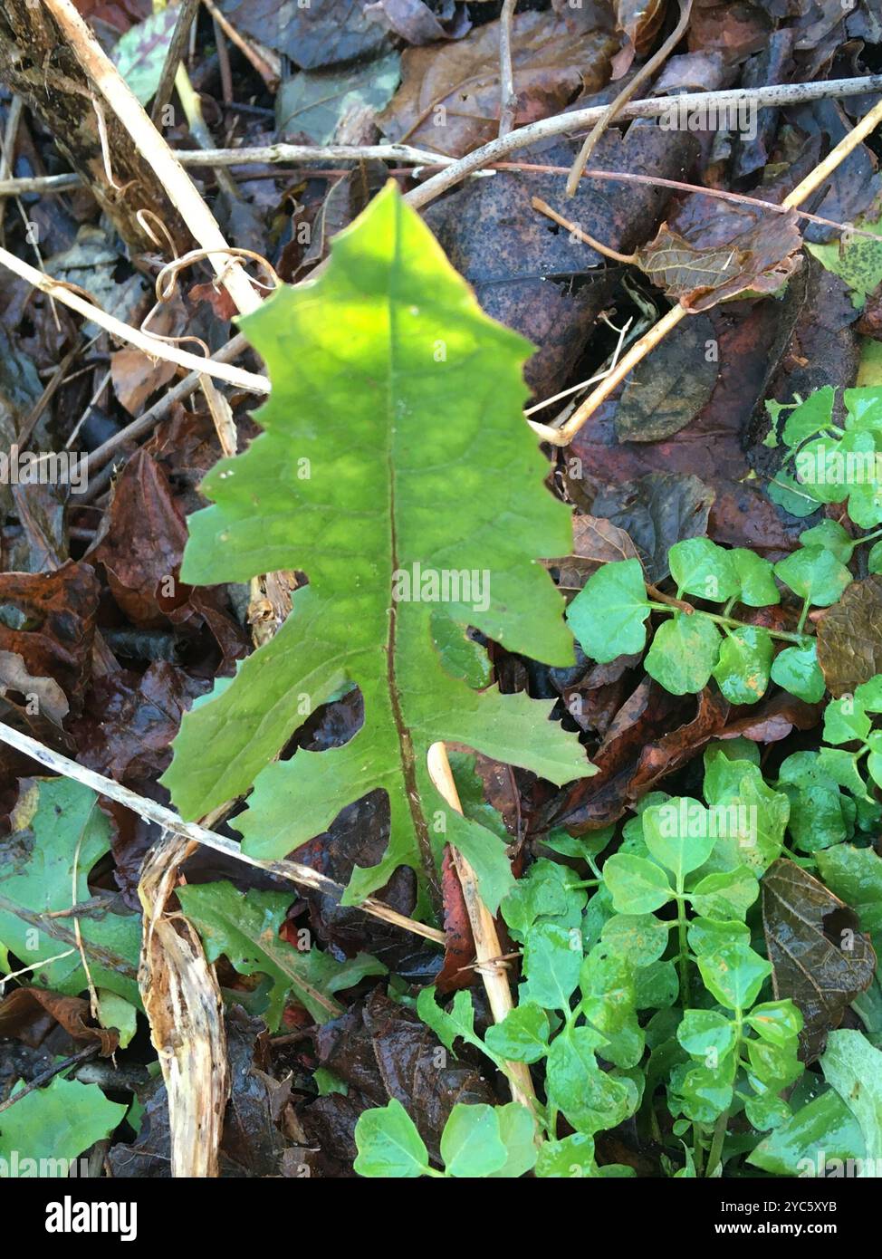 tall blue lettuce (Lactuca biennis) Plantae Stock Photo - Alamy