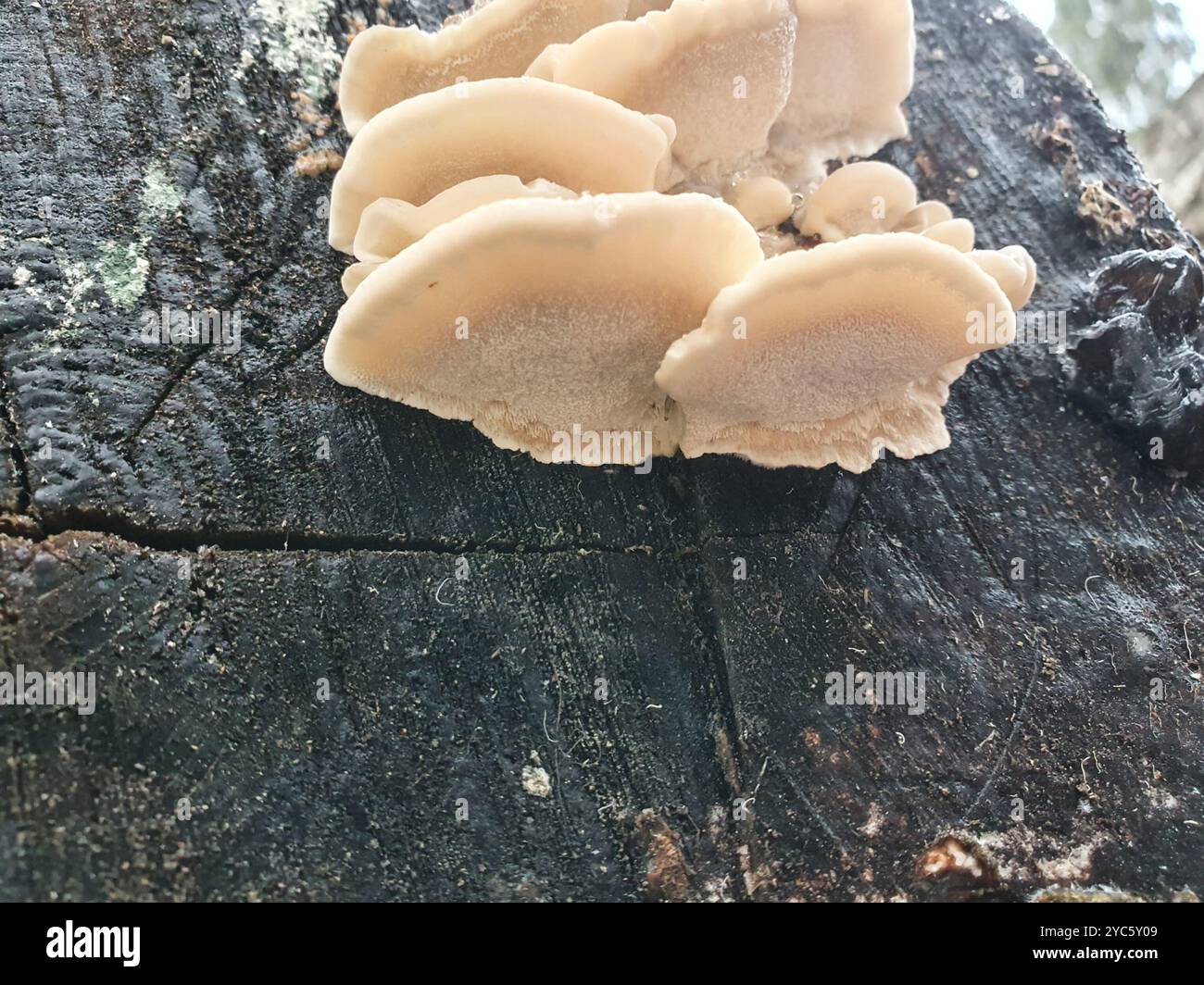 Ochre Bracket (Trametes ochracea) Fungi Stock Photo - Alamy