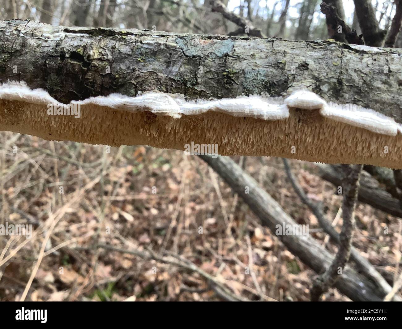 Milk-white Toothed Polypore (Irpex lacteus) Fungi Stock Photo - Alamy