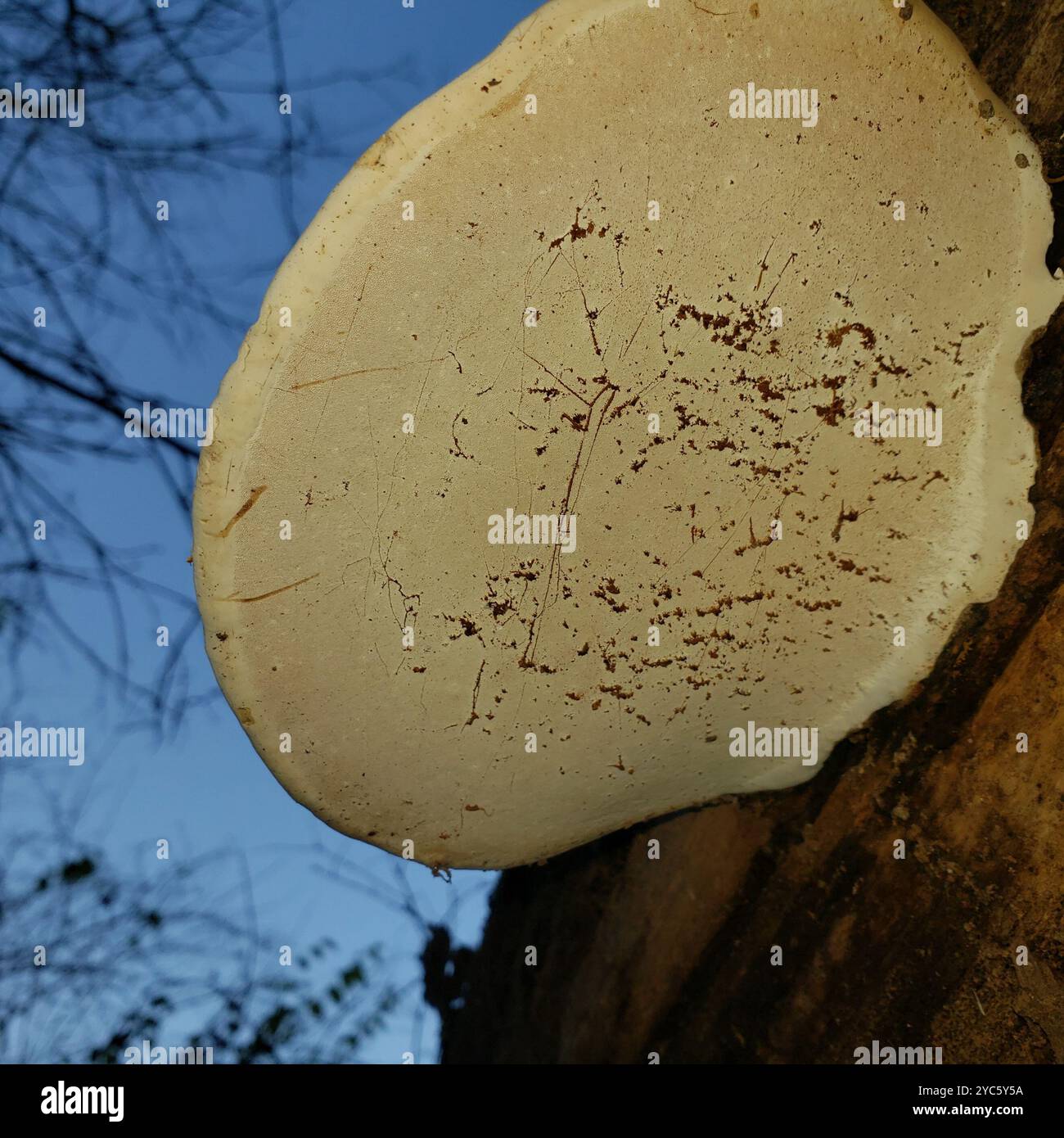 (Ganoderma megaloma) Fungi Stock Photo - Alamy