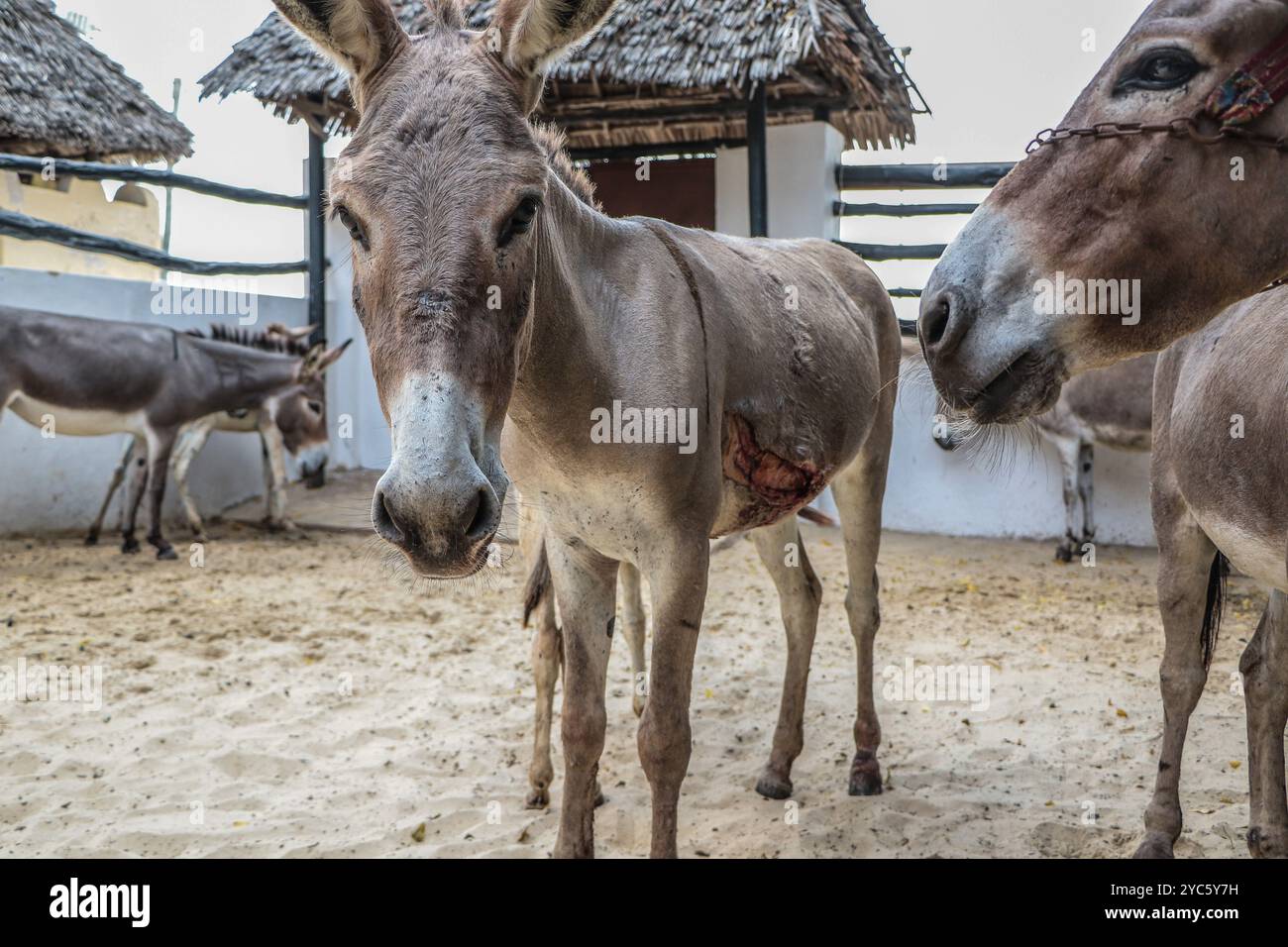 An injured donkey is seen at the Donkey Sanctuary Kenya center in Old ...