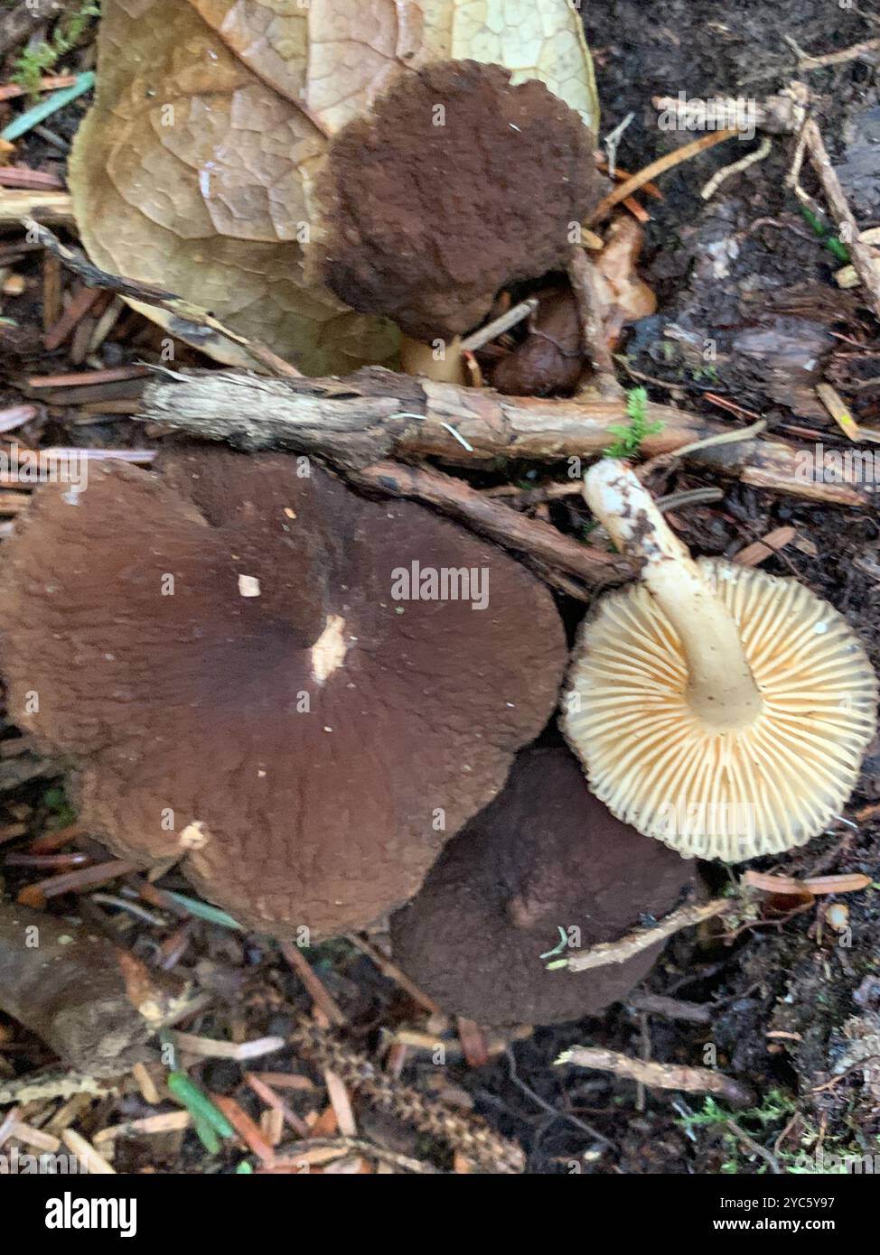 Velvety Milk Cap (Lactarius fallax) Fungi Stock Photo - Alamy