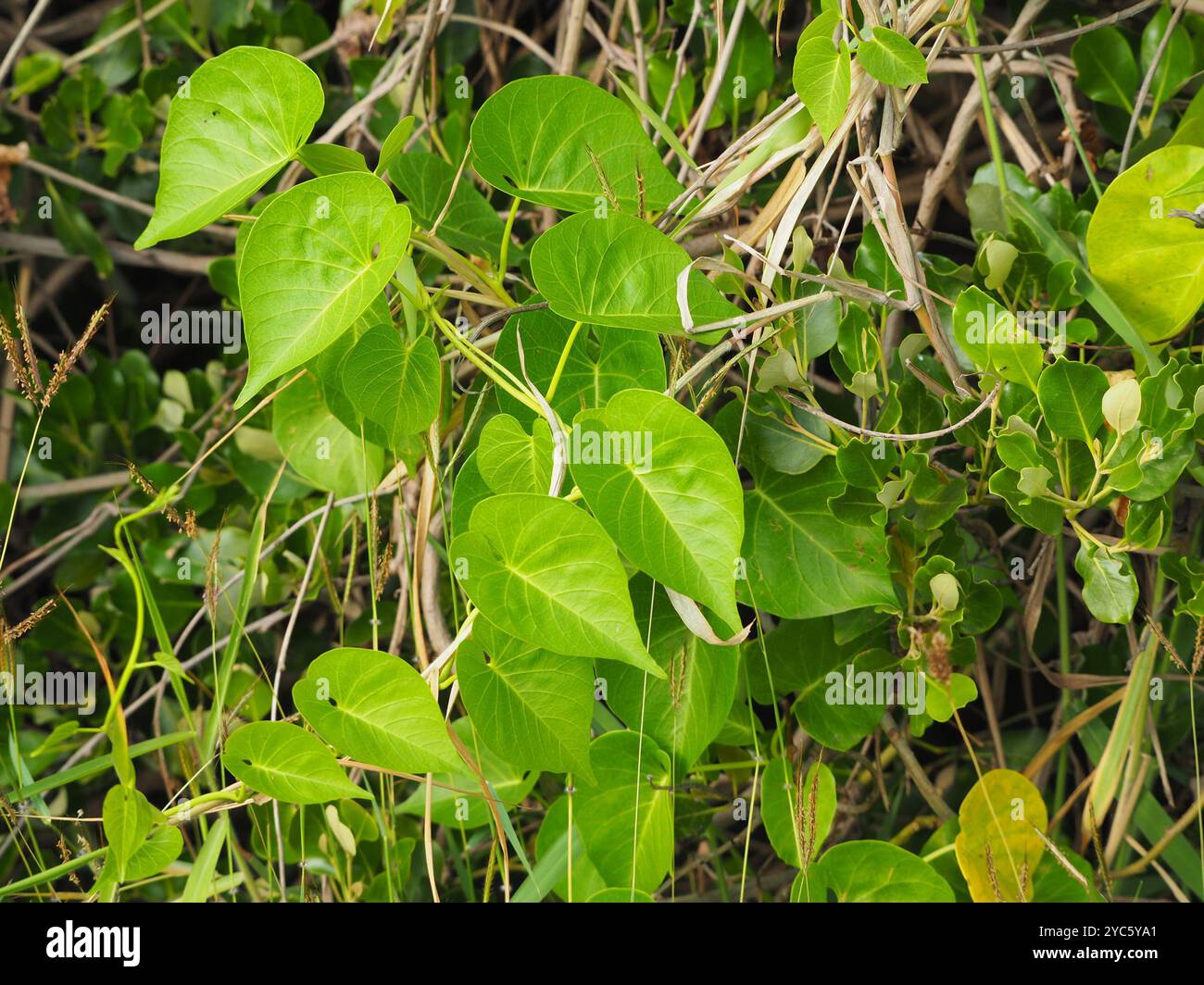 beach moonflower (Ipomoea violacea) Plantae Stock Photo - Alamy