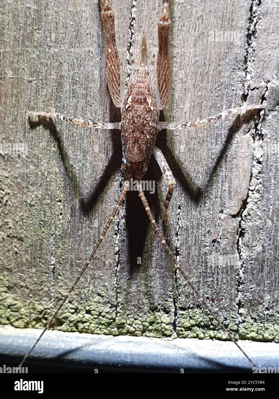 Camel Crickets, Cave Crickets, and Cave Wēta (Rhaphidophoridae) Insecta ...