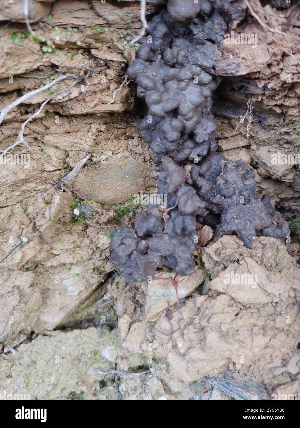Brittle Cinder (Kretzschmaria deusta) Fungi Stock Photo - Alamy