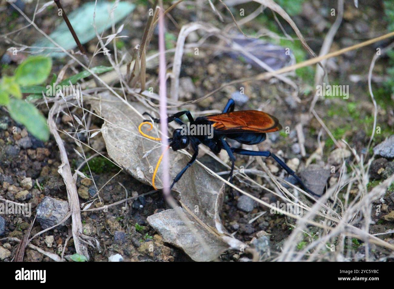 New World Tarantula-hawk Wasps (Pepsis) Insecta Stock Photo - Alamy