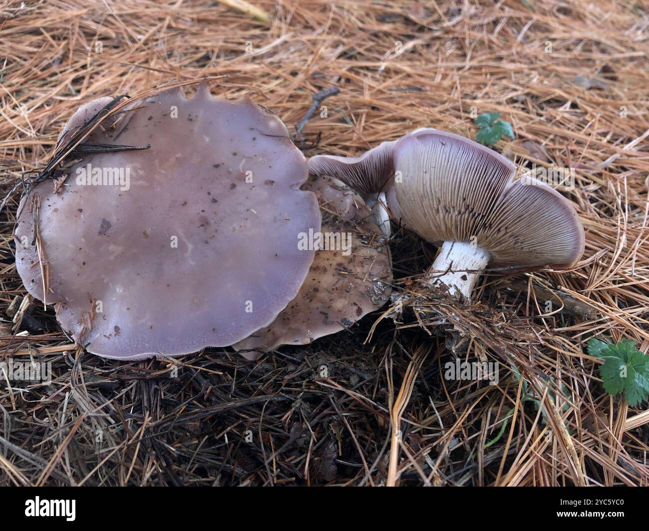 Blewit (Collybia nuda) Fungi Stock Photo - Alamy
