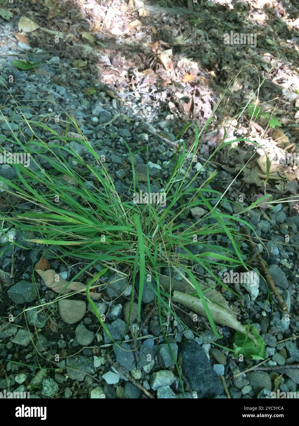 Flattened Oatgrass (Danthonia compressa) Plantae Stock Photo - Alamy