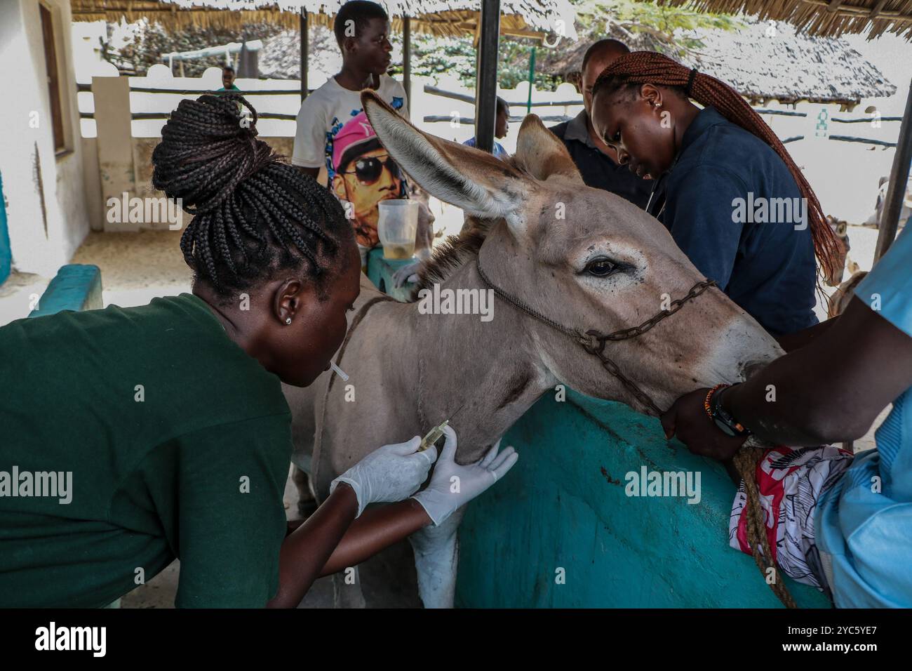 Veterinary doctors attend to sick donkeys at the Donkey Sanctuary Kenya ...