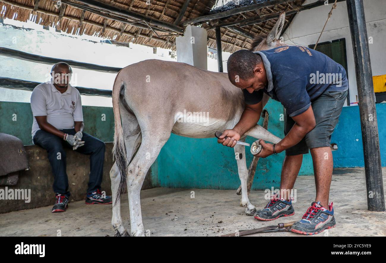 A worker trims a donkey's hoof at the Donkey Sanctuary Kenya center in ...