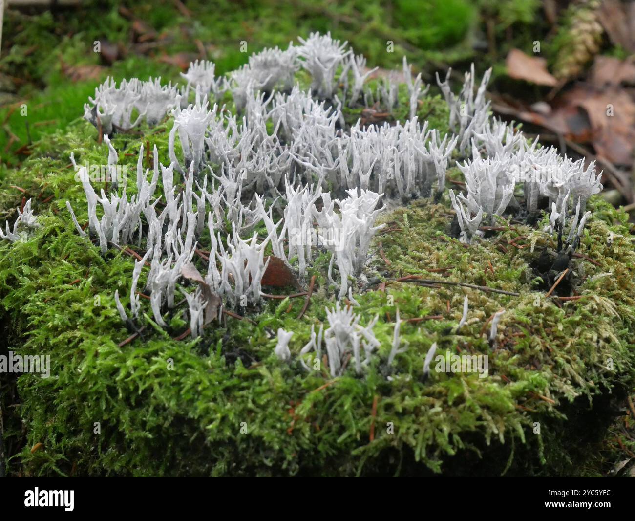 Candlesnuff Fungus (Xylaria hypoxylon) Fungi Stock Photo - Alamy