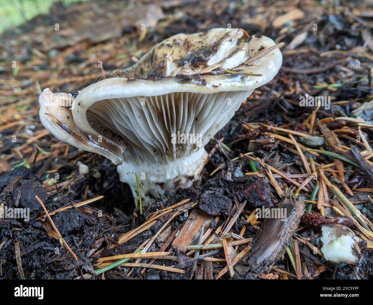 Blackening Slime Spike (Gomphidius oregonensis) Fungi Stock Photo - Alamy