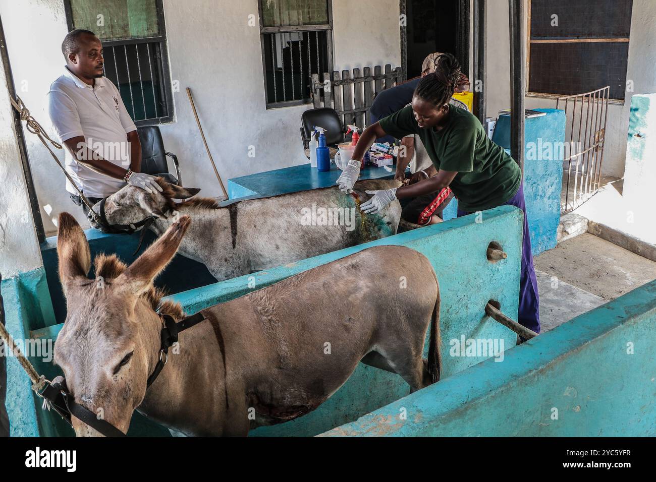 A veterinary doctor attends to a sick donkey at the Donkey Sanctuary ...