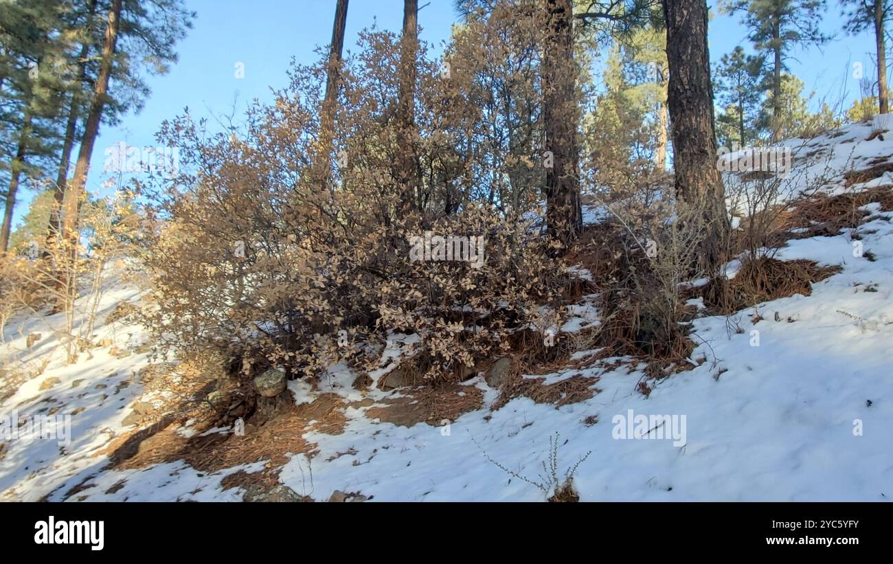 Wavyleaf Oak (Quercus × undulata) Plantae Stock Photo - Alamy