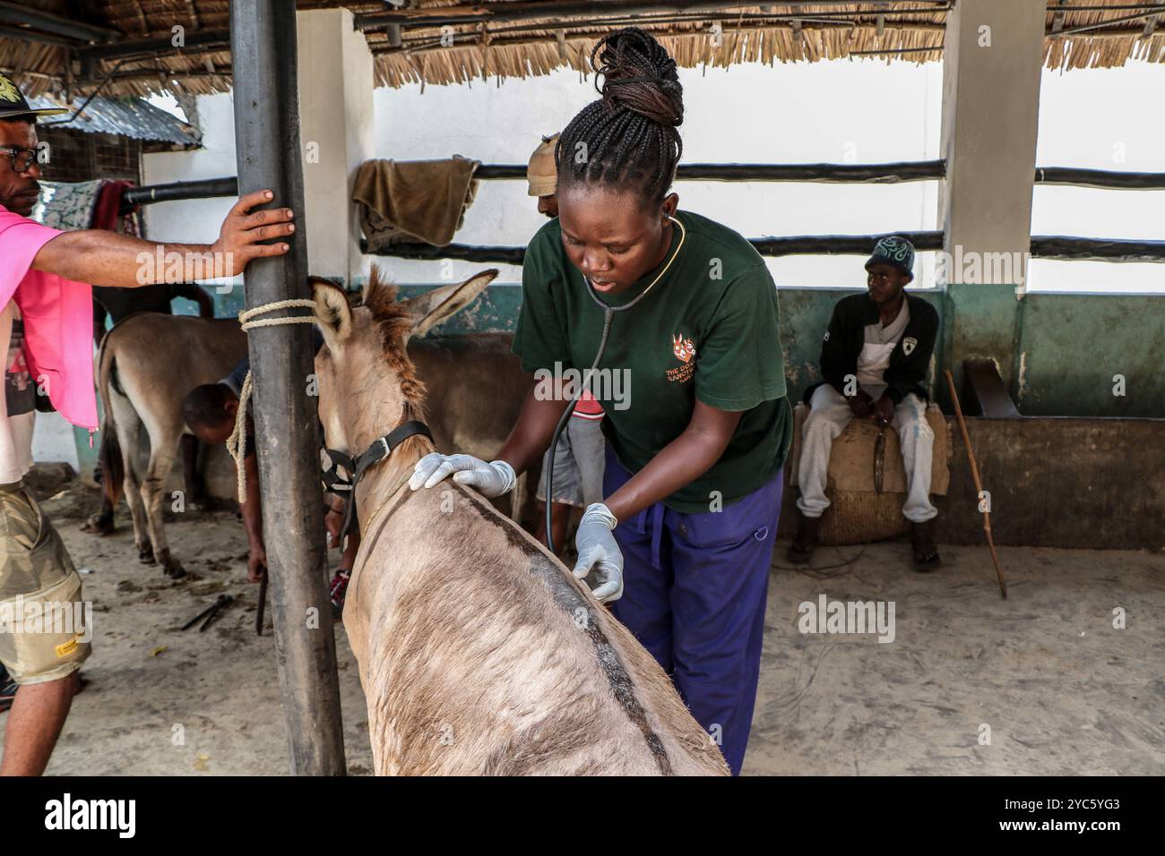 A veterinary doctor attends to a sick donkey at the Donkey Sanctuary ...
