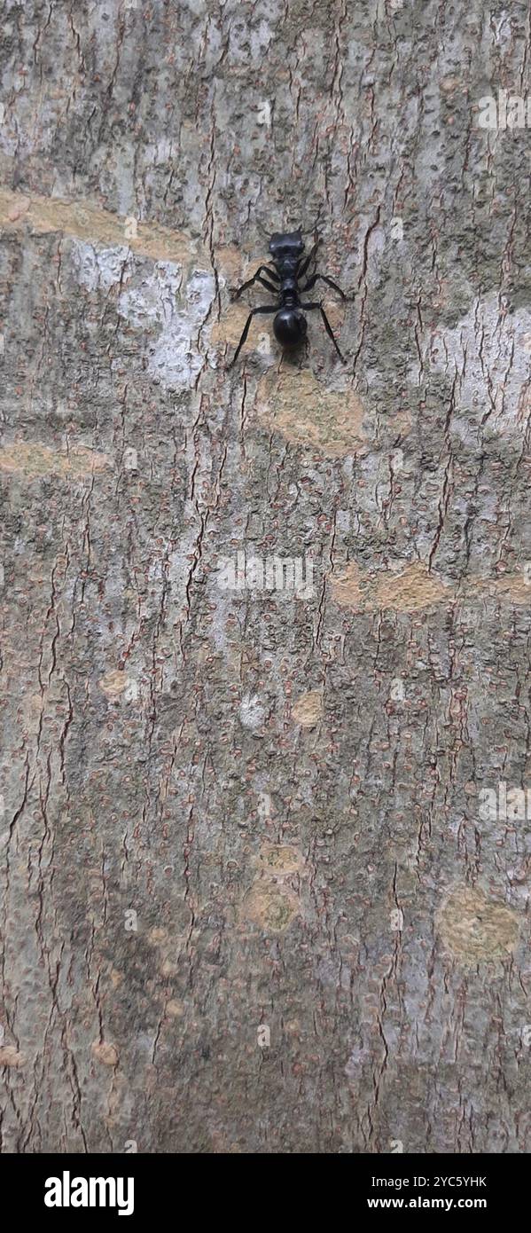 Common Giant Turtle Ant (Cephalotes atratus) Insecta Stock Photo - Alamy