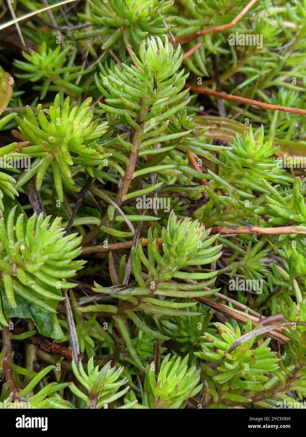 Reflexed Stonecrop (Petrosedum rupestre) Plantae Stock Photo - Alamy