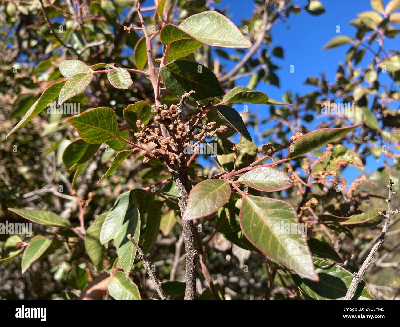 evergreen sumac (Rhus virens) Plantae Stock Photo - Alamy
