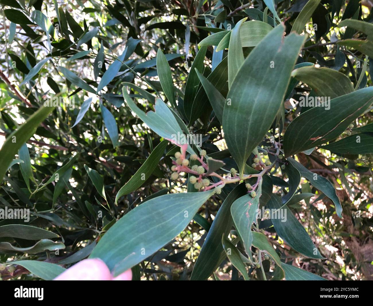 blackwood (Acacia melanoxylon) Plantae Stock Photo - Alamy