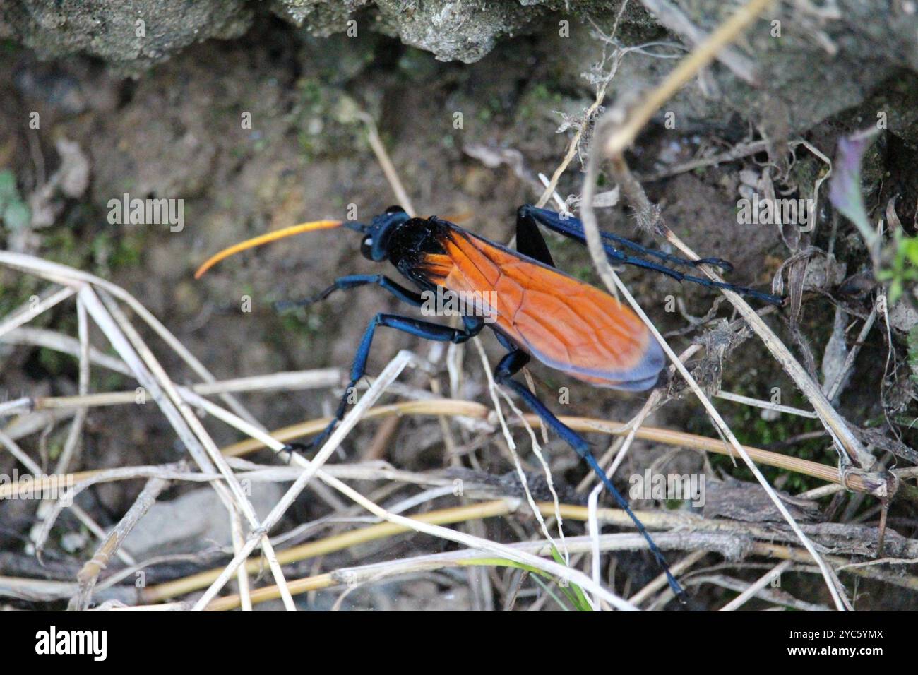 New World Tarantula-hawk Wasps (Pepsis) Insecta Stock Photo - Alamy