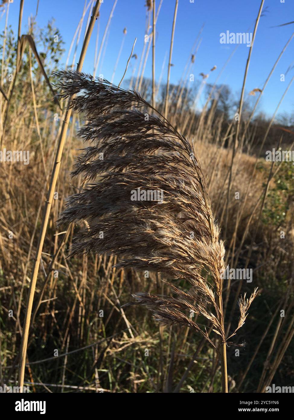 common reed (Phragmites australis) Plantae Stock Photo - Alamy