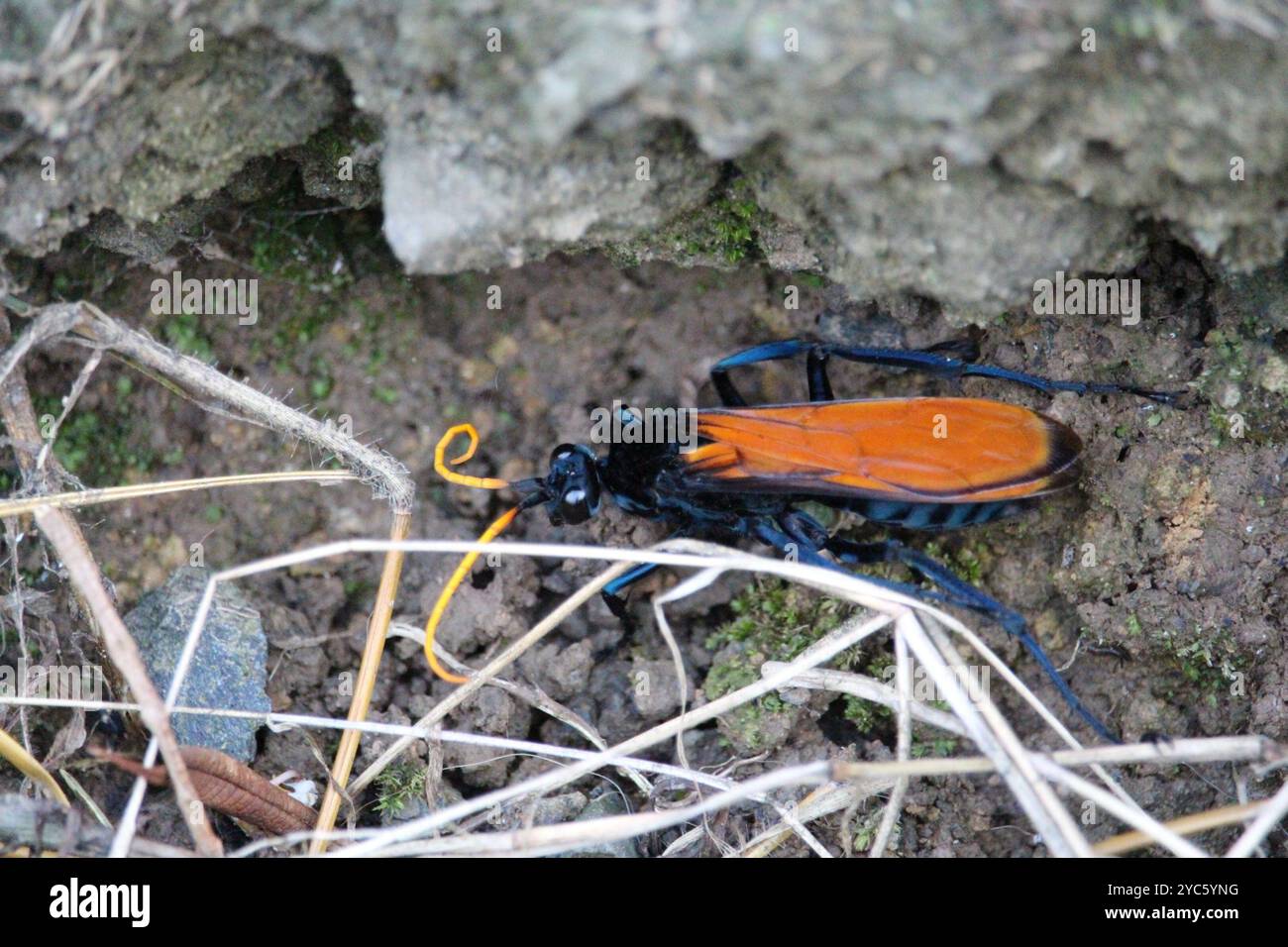 New World Tarantula-hawk Wasps (Pepsis) Insecta Stock Photo - Alamy