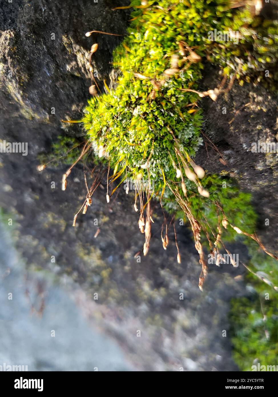 Common wall-screw moss (Tortula muralis muralis) Plantae Stock Photo ...