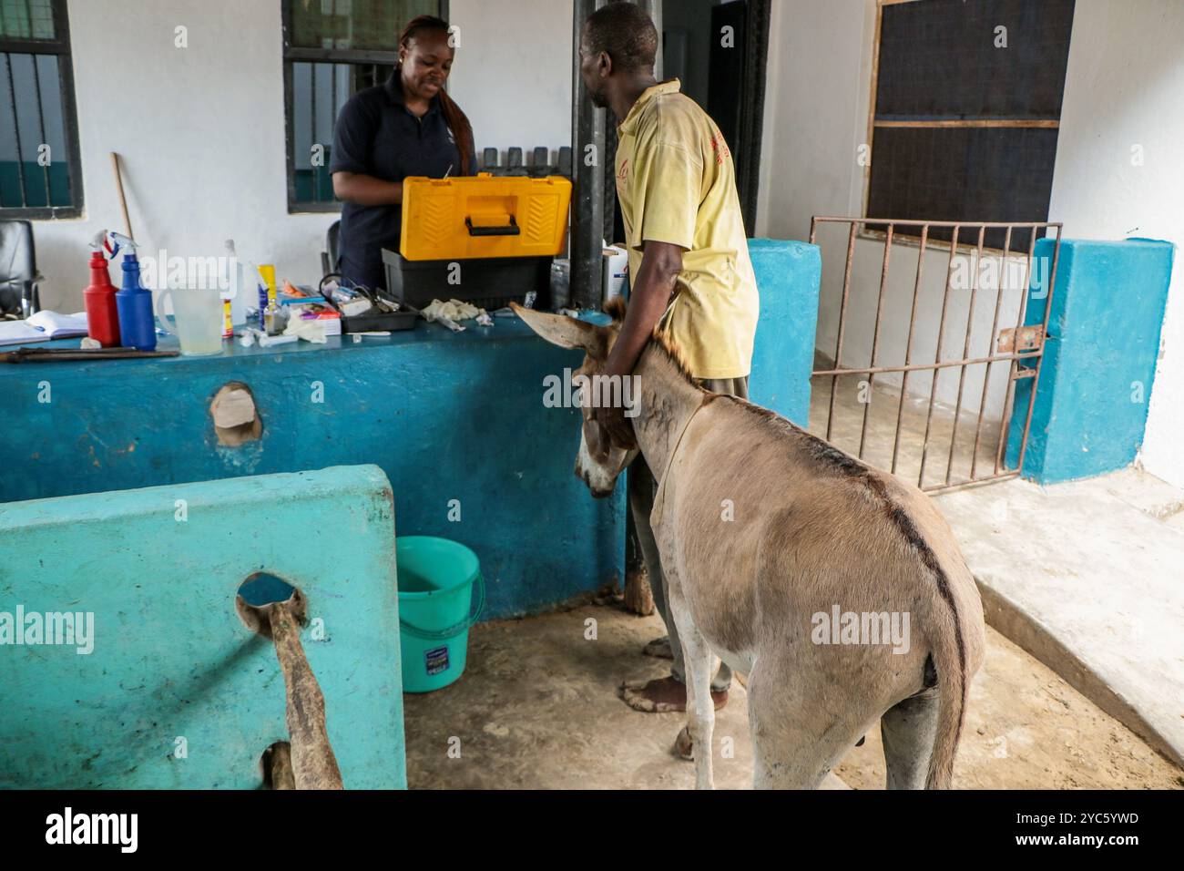 A man leads his sick donkey to the Donkey Sanctuary Kenya center in Old ...