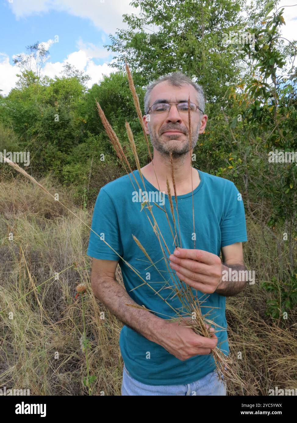 Spade Grass (Leptocarydion vulpiastrum) Plantae Stock Photo - Alamy