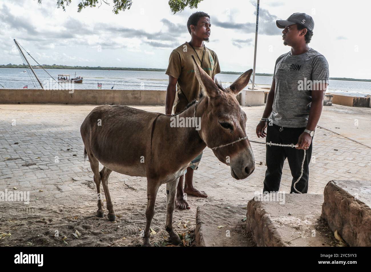 A donkey is held on a leash in Lamu Old Town. The Donkey Sanctuary ...