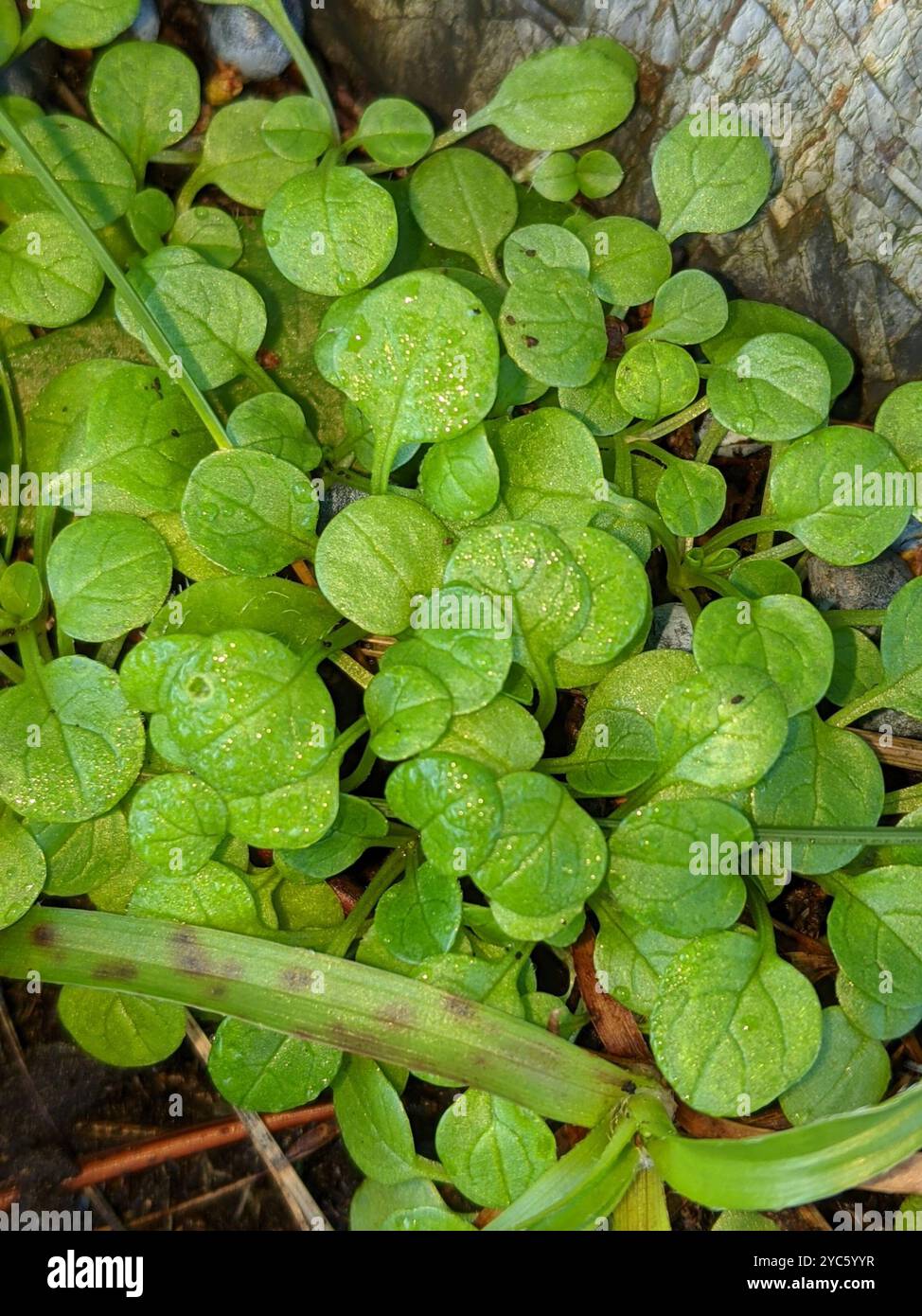 vascular plants (Tracheophyta) Plantae Stock Photo - Alamy
