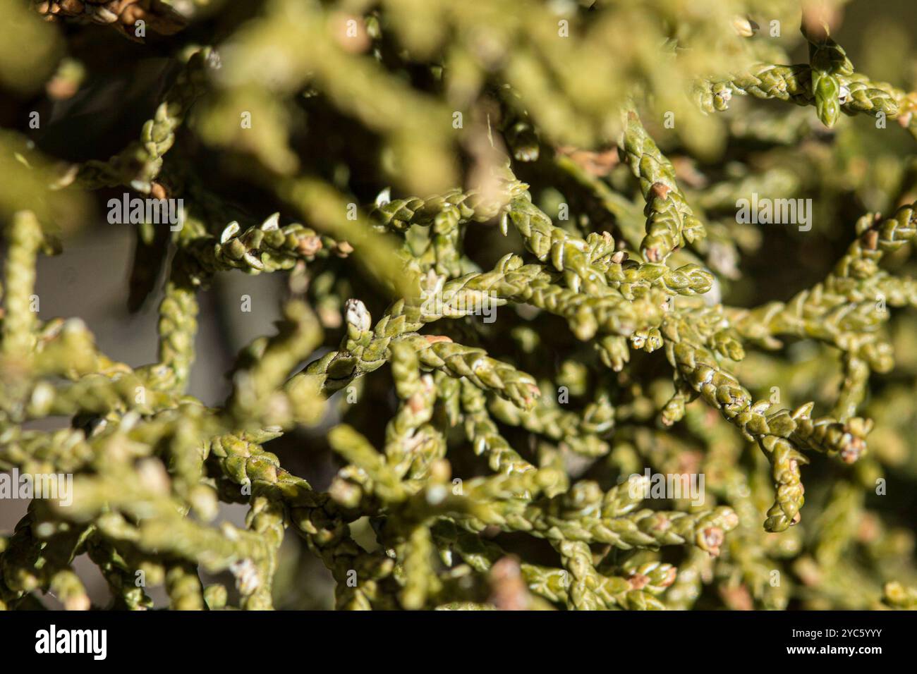 One-seed Juniper (Juniperus monosperma) Plantae Stock Photo - Alamy
