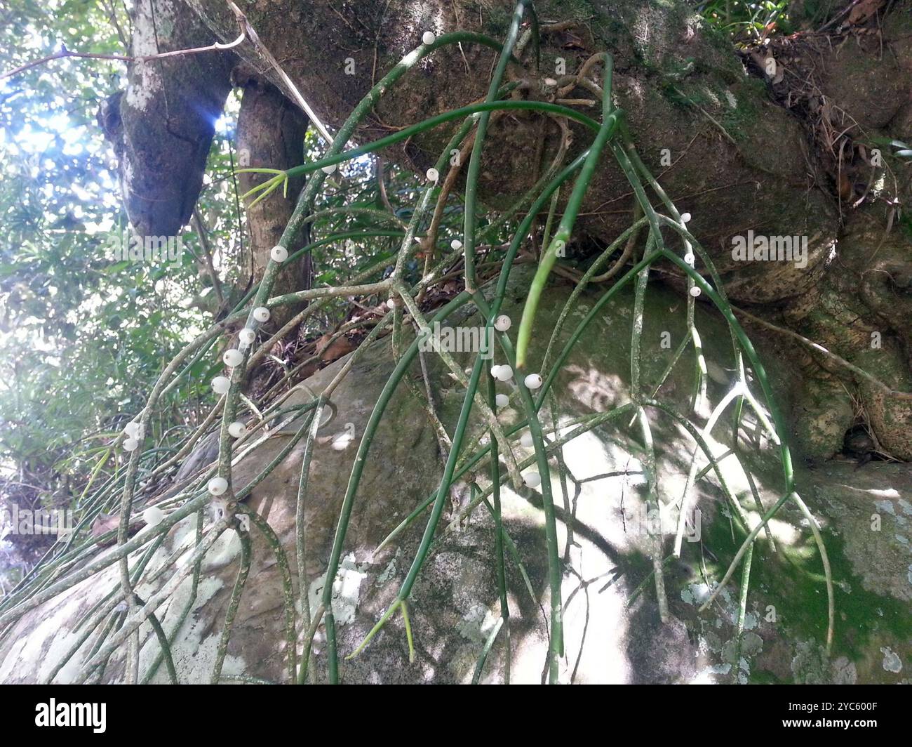 Mistletoe Cactus (Rhipsalis baccifera) Plantae Stock Photo - Alamy