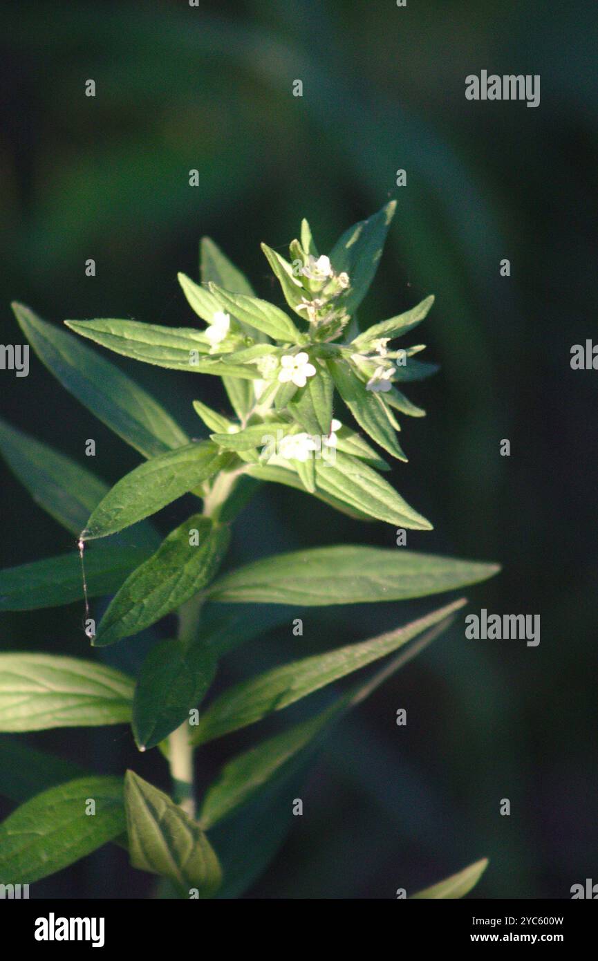 Common Gromwell (Lithospermum officinale) Plantae Stock Photo - Alamy