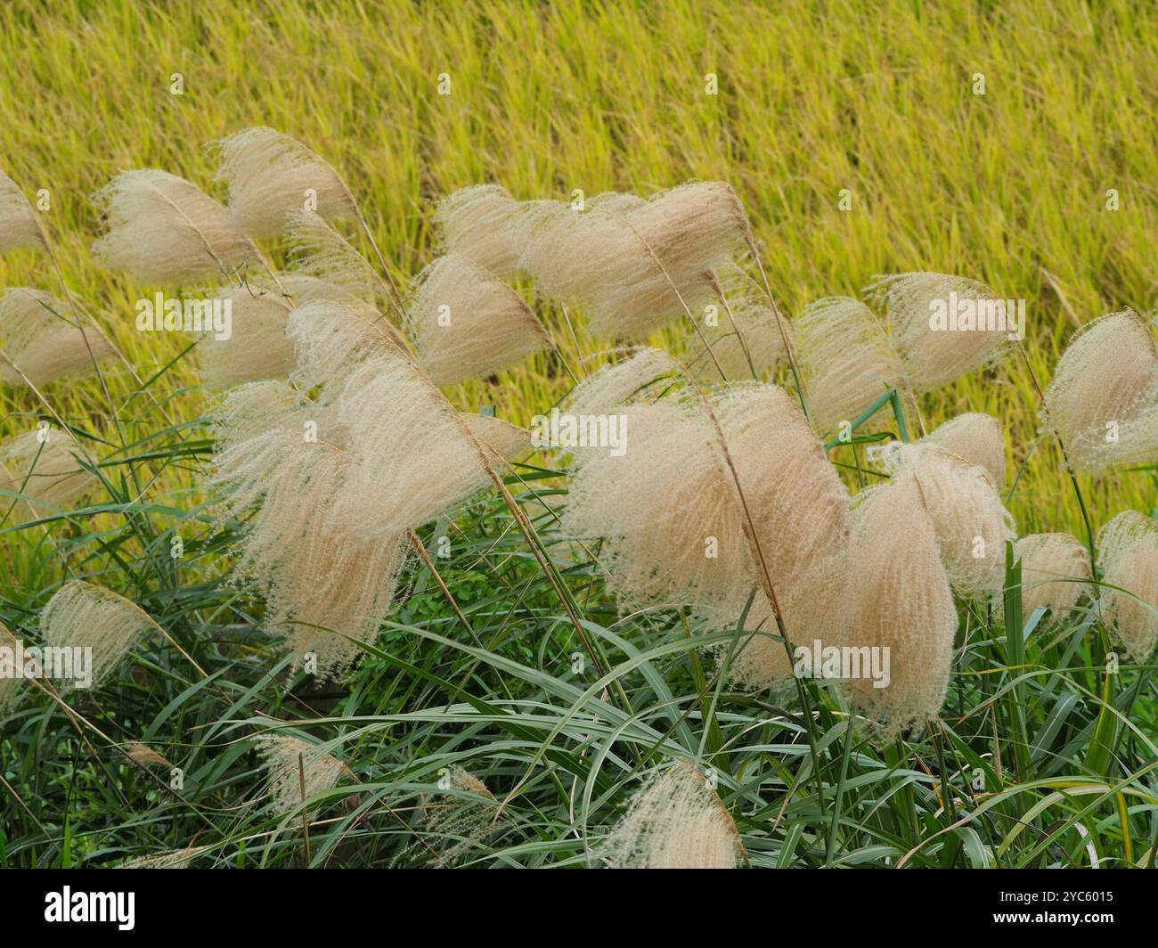 Chinese silver grass (Miscanthus sinensis) Plantae Stock Photo - Alamy