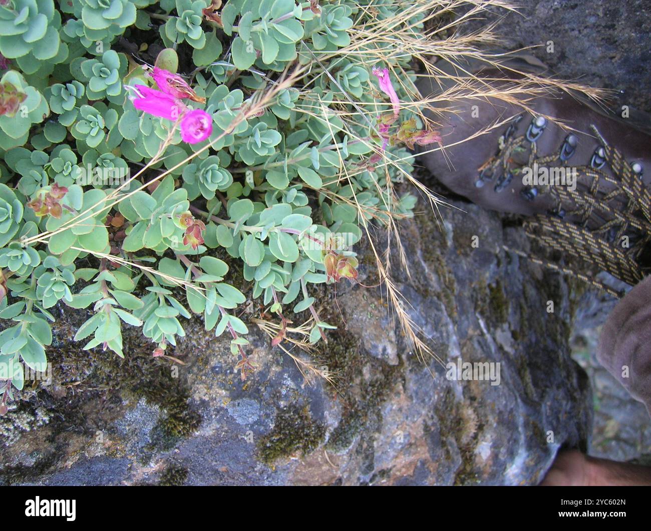 rattail sixweeks grass (Festuca myuros) Plantae Stock Photo - Alamy