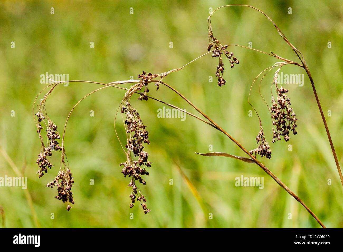 Small-flower Woodrush (Luzula parviflora) Plantae Stock Photo - Alamy