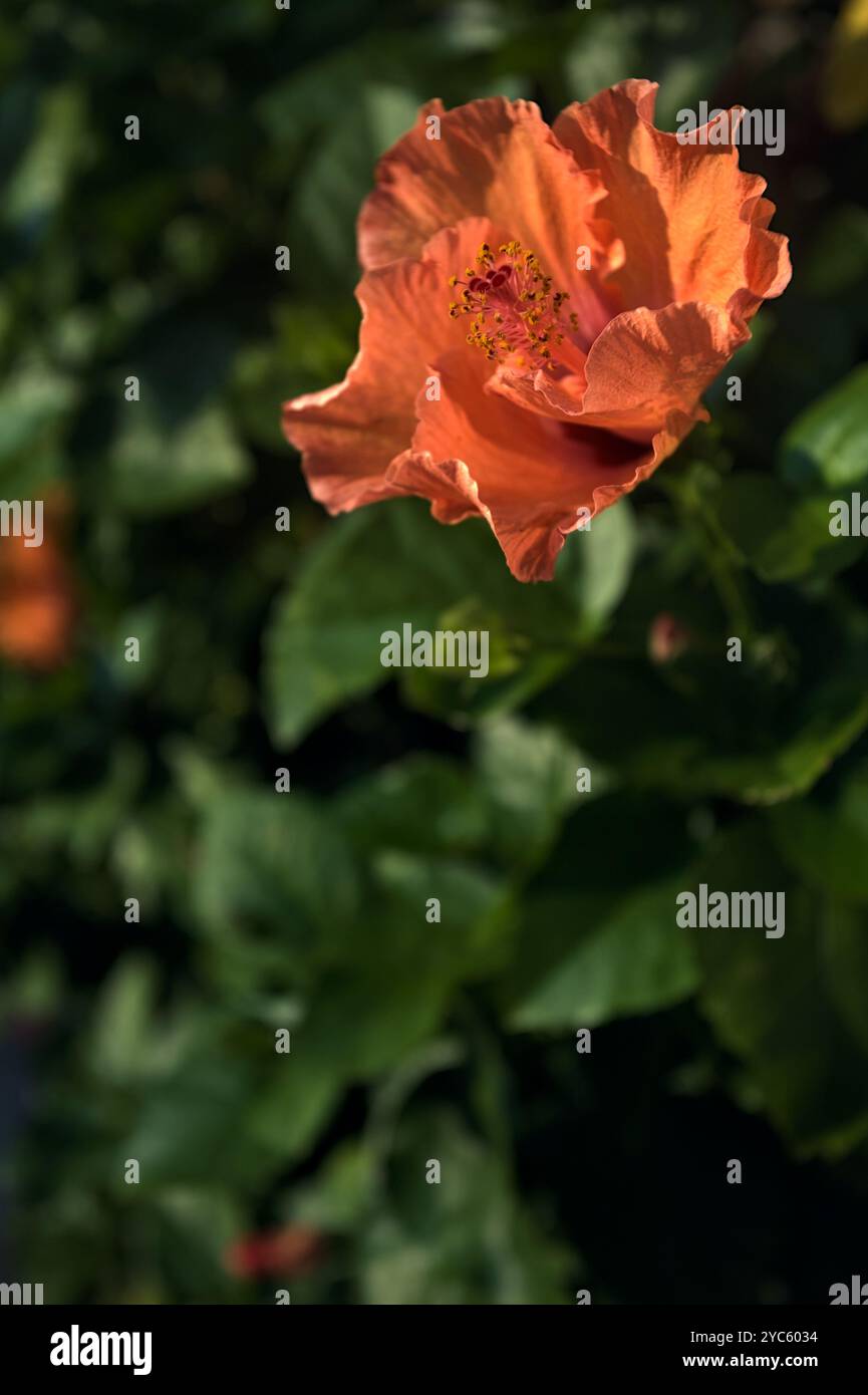 Hibiscus rosa sinensis in bloom seen up close Stock Photo - Alamy