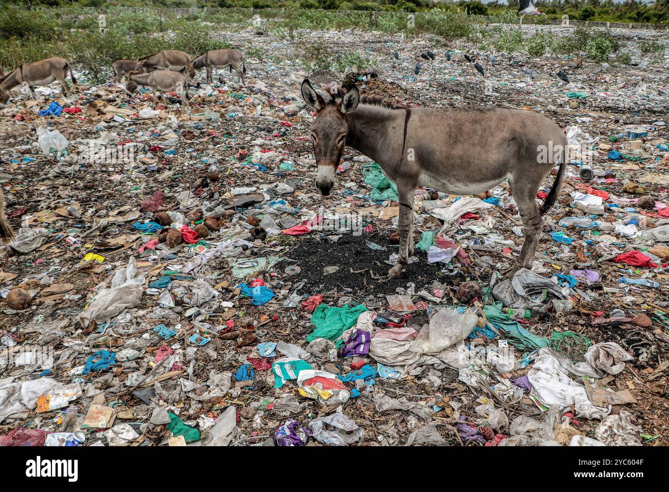 A donkey scavenges for food at a garbage dump in Lamu Old Town. The ...