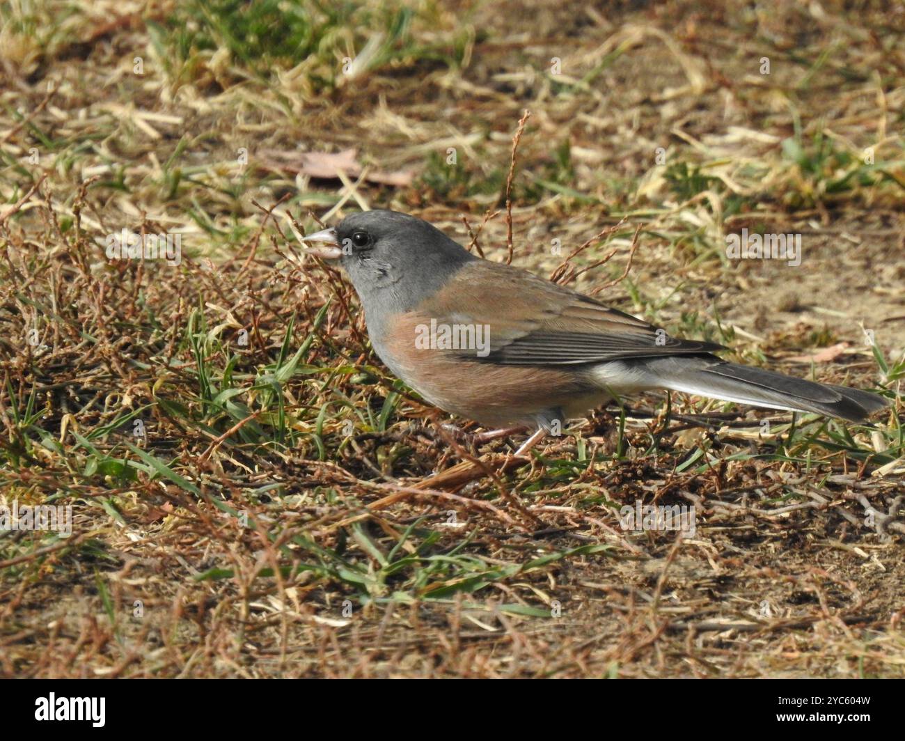 Pink-sided Junco (Junco hyemalis mearnsi) Aves Stock Photo - Alamy