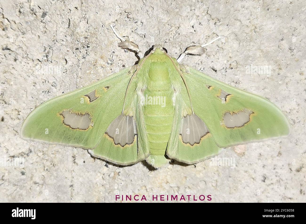 Siga liris hi-res stock photography and images - Alamy