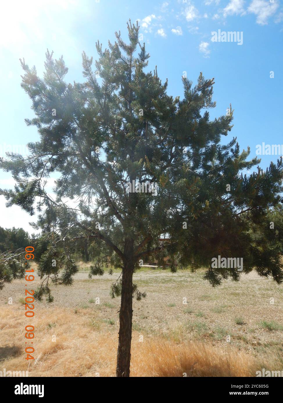 Colorado Pinyon (Pinus edulis) Plantae Stock Photo - Alamy