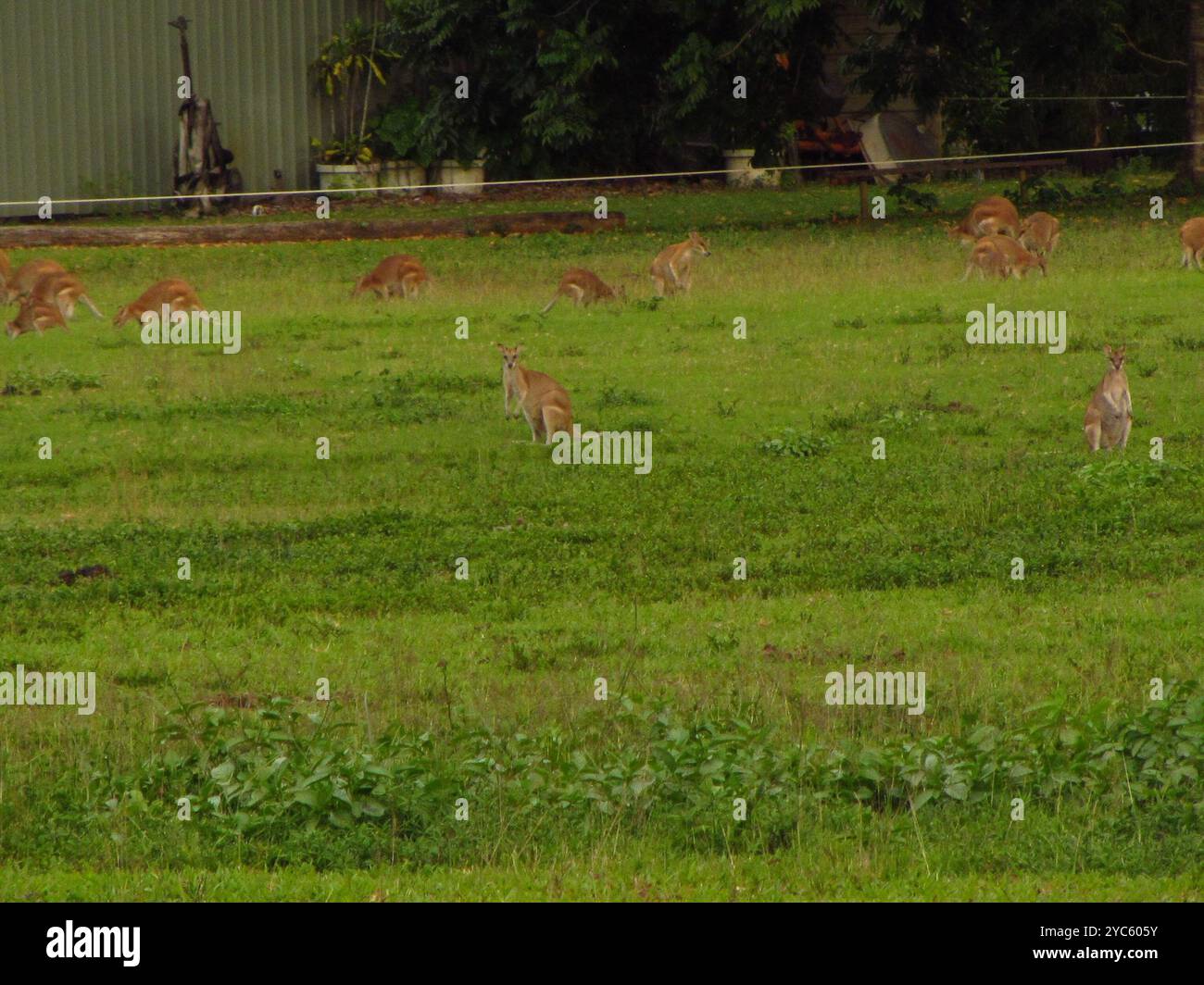 Agile Wallaby (Notamacropus agilis) Mammalia Stock Photo - Alamy